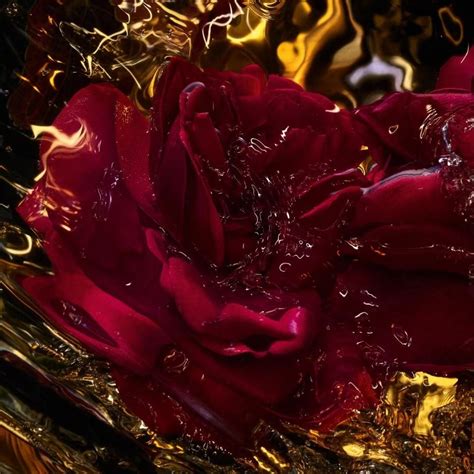 Rose Amira Guerlain Perfume A Novo Fragr Ncia Compartilh Vel