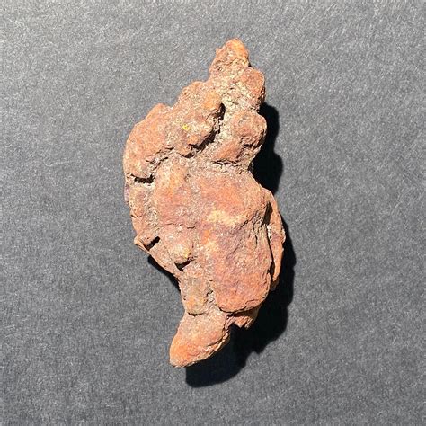 Fossilized Turtle Coprolite For Sale Fossilsplus