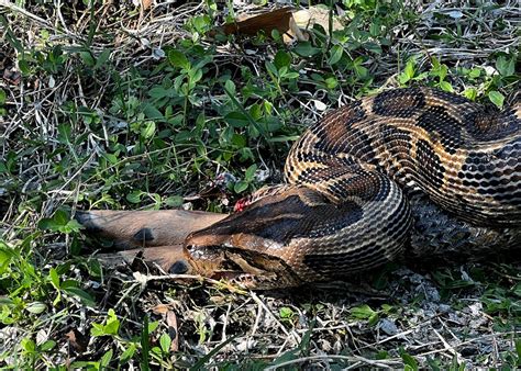 Scientists Photograph Giant Python Swallowing A Full Sized Whitetail Whole In First Of Its Kind