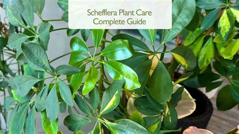 Moss Identification Guide Learn To Identify Common Moss Types