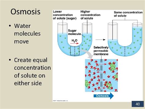 Chapter 7 Cell Membranes Cell Membranes The Plasma