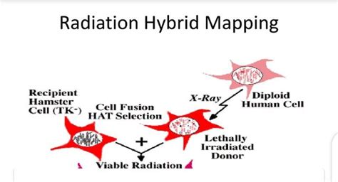 Radiation Hybrid Mapping Is A Genetic Technique That Was Originally Developed For Constructing