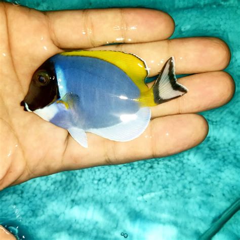 Botana Biru Lazada Indonesia