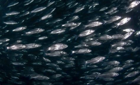 The Biggest Predation Event Ever Witnessed In The Ocean Happened In The