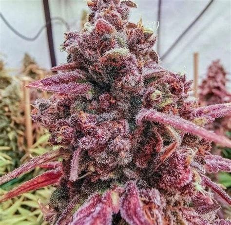 Antonia Whyte On Linkedin I Carry My Vape Like A Pacifier Its Oddly Dangerous And Wonderful