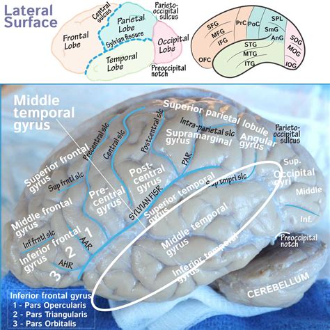 Neuroanatomy Glossary Middle Temporal Gyrus Ditki Medical