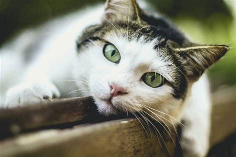 Gato Común Europeo Características Carácter Y Cuidados