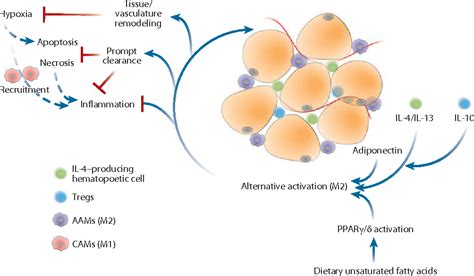 Figure 1 From Alternative Macrophage Activation And Metabolism Semantic Scholar