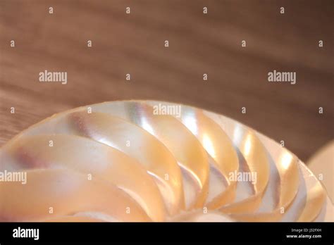 Nautilus Shell Symmetry Fibonacci Half Cross Section Spiral Golden
