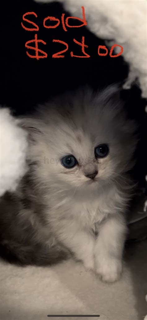 페르시안 친칠라 분양예약