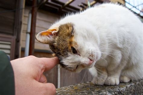ASCII jp3パターンの猫なでポイントを抑えた猫写真 1 2