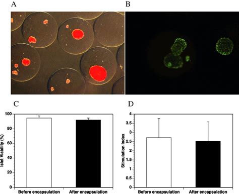 Microencapsulation Of Human Islets In Ca2 Ba2 Alginate Beads A Download Scientific