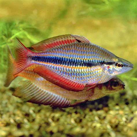 Goyder River Banded Rainbow 5cm Roxy Aquarium
