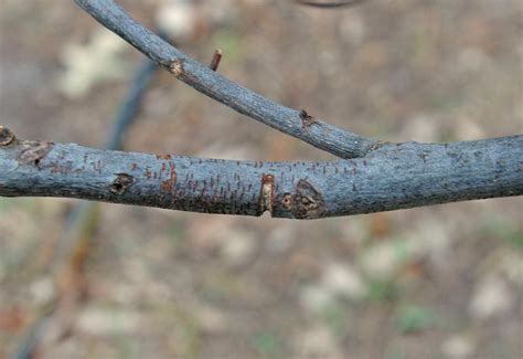 Northern Pecans Twigs Falling From Pecan Trees