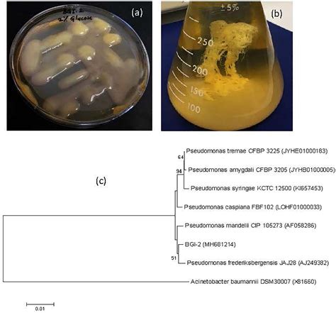 Pseudomonas Fluorescens Colony Morphology