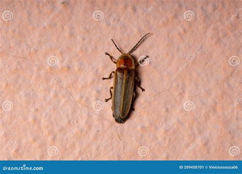 Adult Firefly Beetle Stock Image Image Of Lampyridae 209450701
