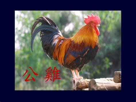 兒歌 何家小雞何家猜 YouTube