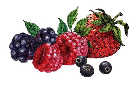 Berries Png Png All