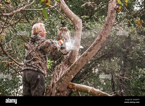 Man Is Sawing A Tree With A Chainsaw Cutting Dry Branches Pruning Trees Stock Photo Alamy