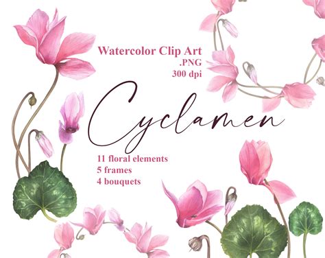 Cyclamen Watercolor Clip Art Inspire Uplift