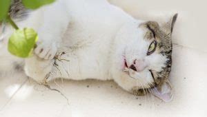 Can A Cat Get High What Happens When You Get Your Pet High