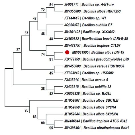 Phylogenetic Tree Constructed Using Mega 70 By Neighbor Joining