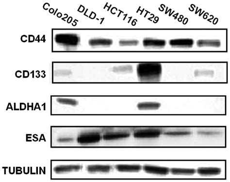 Evaluation Of Cd44 And Cd133 As Cancer Stem Cell Markers For Colorectal Cancer