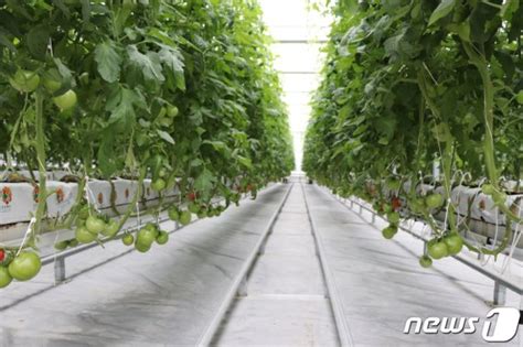 농식품부 베트남에 수출용 온실 스마트팜 조성 추진 파이낸셜뉴스