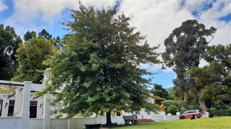 What Tree Years Can Look Like Trees SA