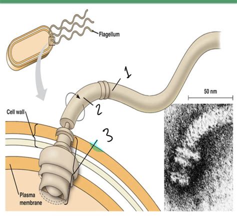Bacterial Specialized Structures Flashcards Quizlet