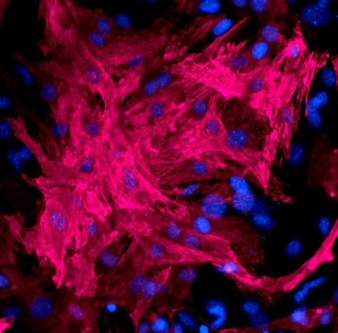 Cardiomyocytes Image Eurekalert Science News Releases