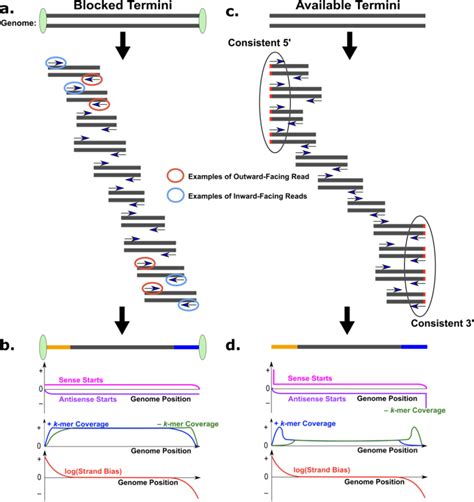Next Generation Sequencing Schematic And Impact On End Download