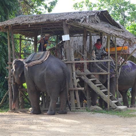 Nosey Parkers Elephant Camp Private Day Tours Краби лучшие советы