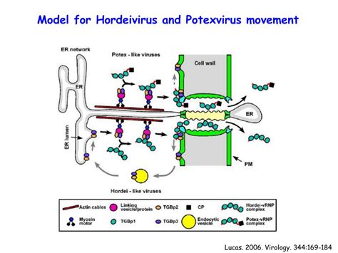 Ppt Virus Host Interactions Powerpoint Presentation Free Download