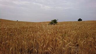 Wheat Wikipedia