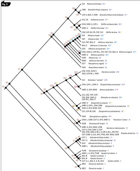 Taxonomic Cladogram Of The Species Showing The Number Of Hypothetical Taxonomic Cladogram Of The Species Showing The Number Of Hypothetical