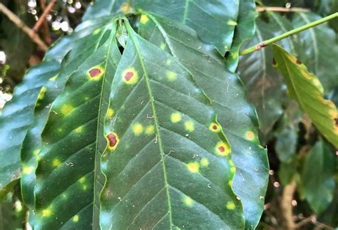 Hawaii Agricultural Research Center Gets 137 Million Leaf Rust Grant