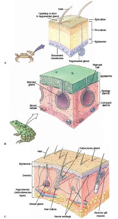 Integumentary System Of A Frog Bearmoms