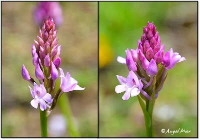 Orquídeas Blog De Angel Mar Anacamptis Pyramidalis Una Orquídea Con