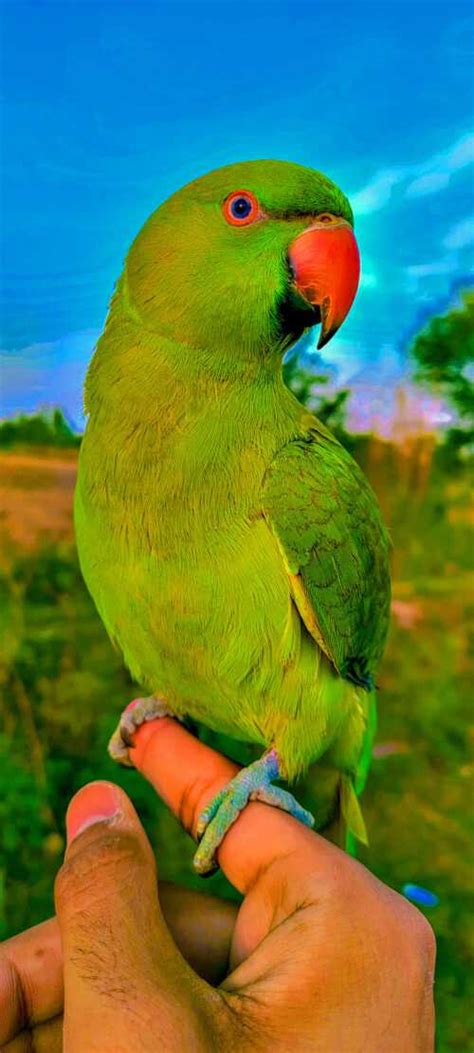 Parrot Wallpaper Ixpap