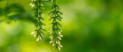 女诗人石西珍诗选 齐鲁 文学 当代