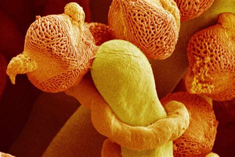 Gametophyte Structure And Sporophyte Generation