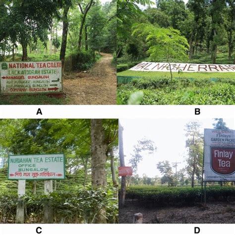 PDF Tea Leaf Disease Detection And Identification Based On YOLOv YOLO T