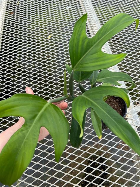 Philodendron Panduriforme River Street Flowerland