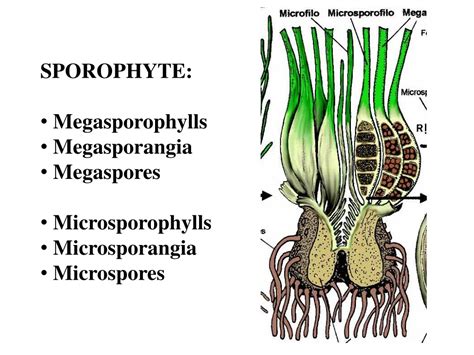 Ppt Understanding Quillwort A Closer Look At Its Unique Structures