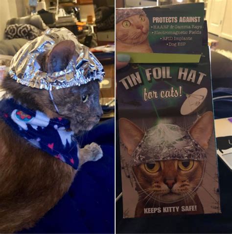 The Funniest Posts For Fans Of Cats On Catnip By All Of You