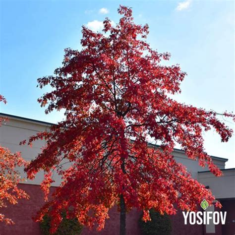 Декоративни дървета Онлайн Магазин Разсадник Йосифов