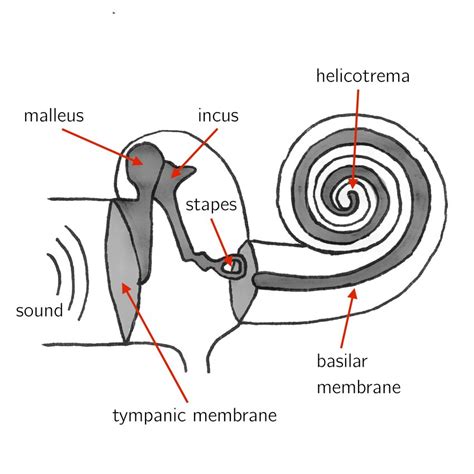 Basilar Membrane Function Example At Ada Michalski Blog