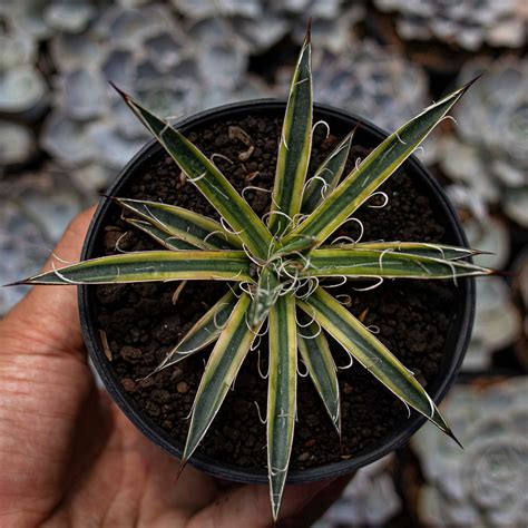 Variegated Tagged Agave Succulentasia