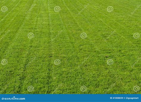 Freshly Mown Grass Or Turf Stock Image Image Of Agriculture 41008839